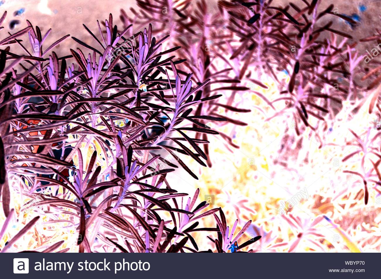 Shrubs Vector Vectors High Resolution Stock Photography and Images - Alamy