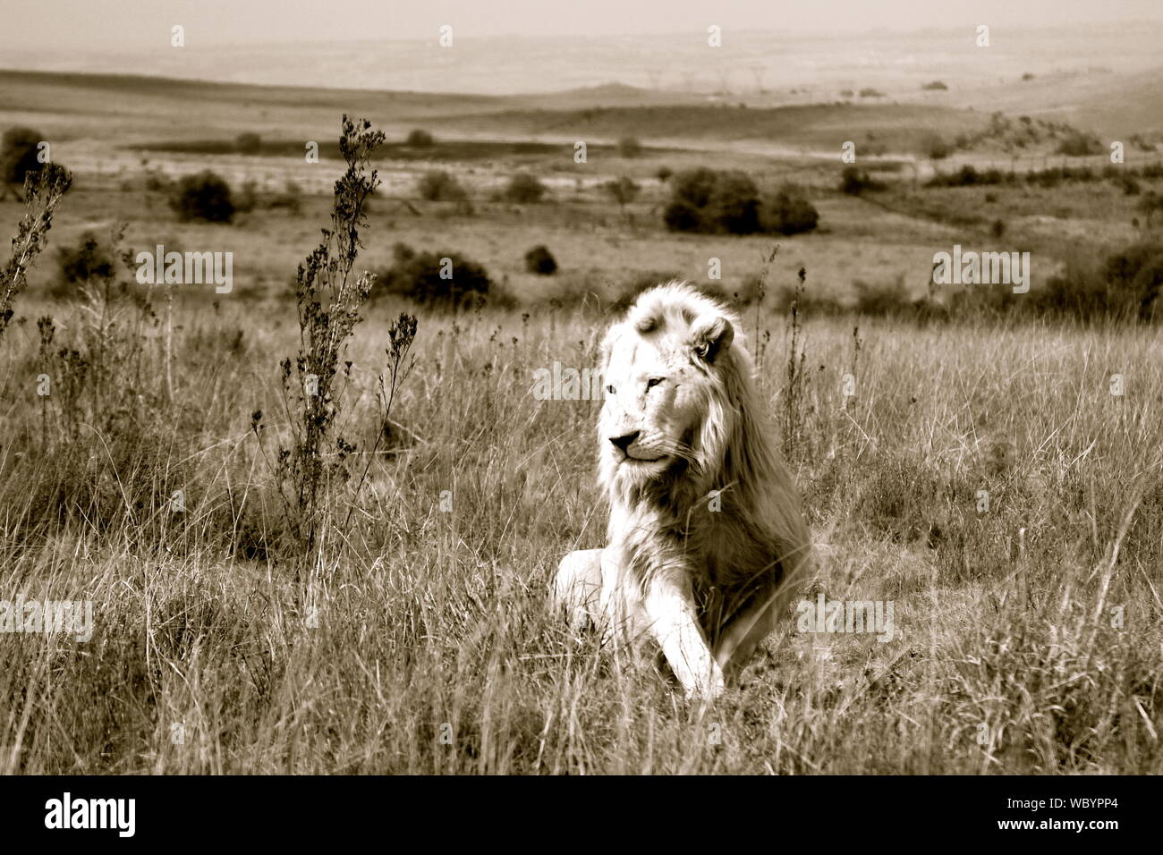 Landscape lion hi-res stock photography and images - Alamy