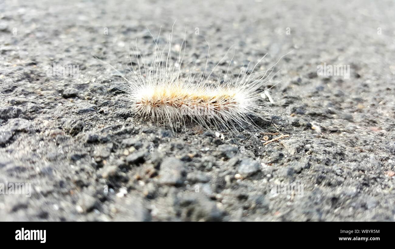 Spiky caterpillar hi-res stock photography and images - Alamy