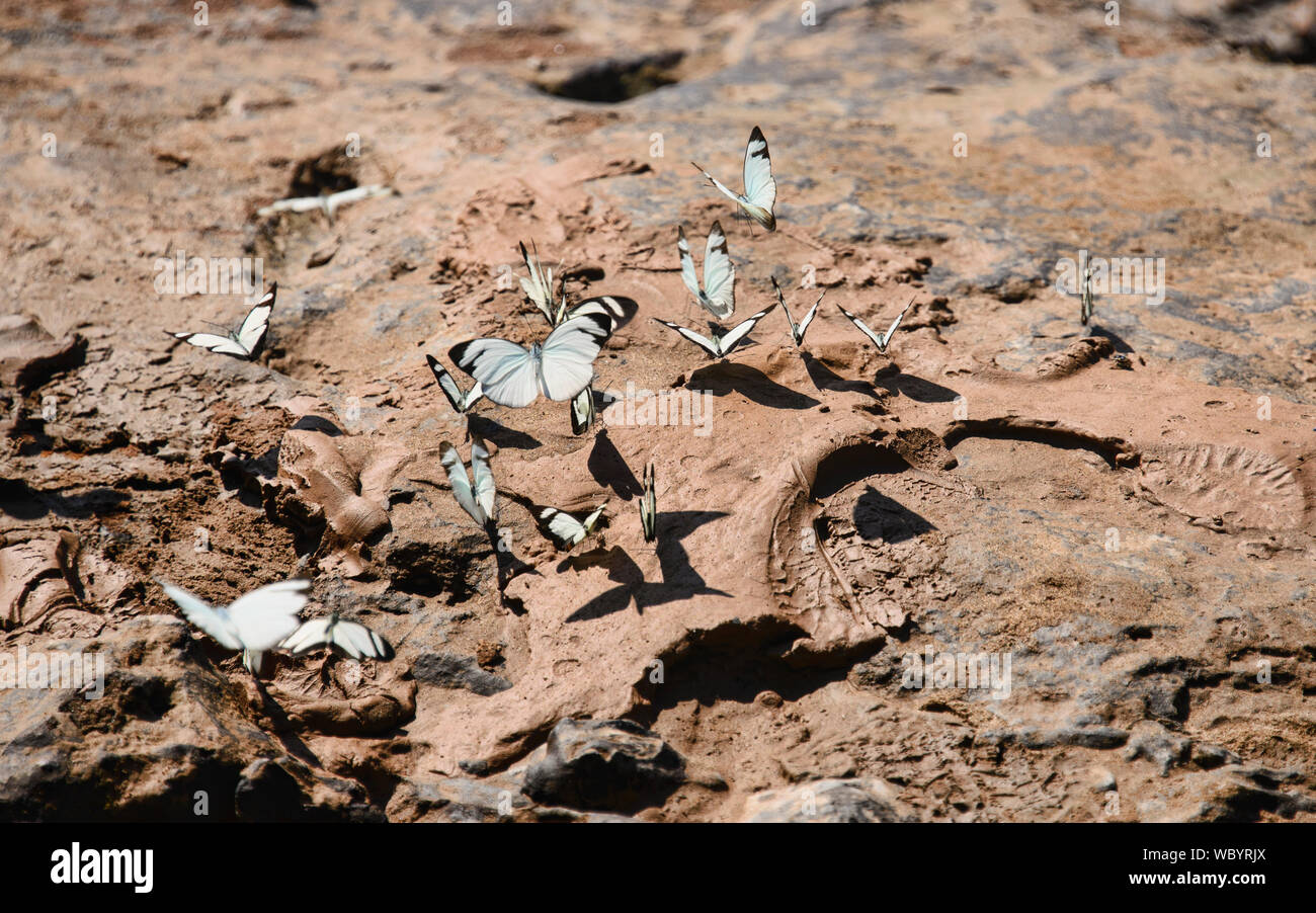 Butterflies amazon peru butterfly hi-res stock photography and images ...