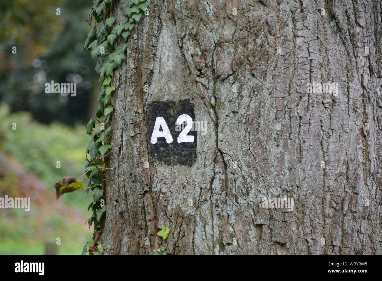 Marking tree hi-res stock photography and images - Alamy