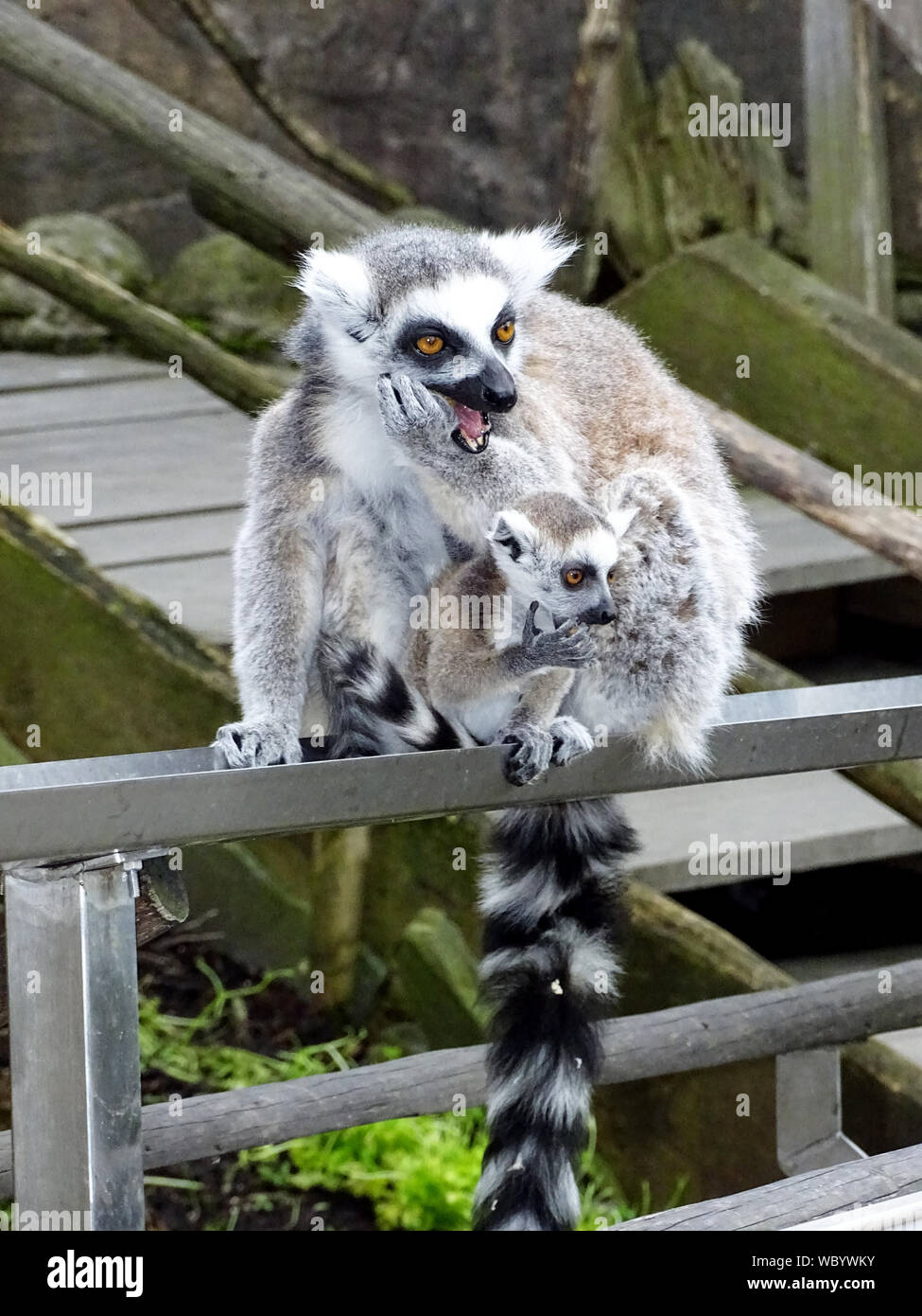 Lemur family hi-res stock photography and images - Alamy
