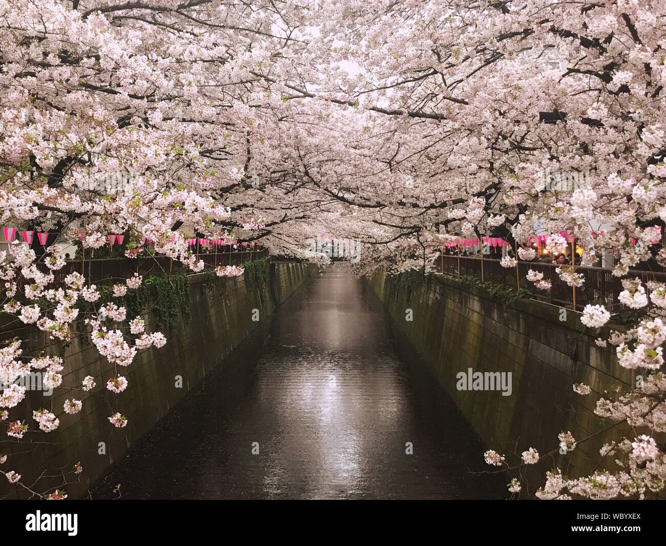 Cherry tree view cherry blossom hi-res stock photography and images - Alamy