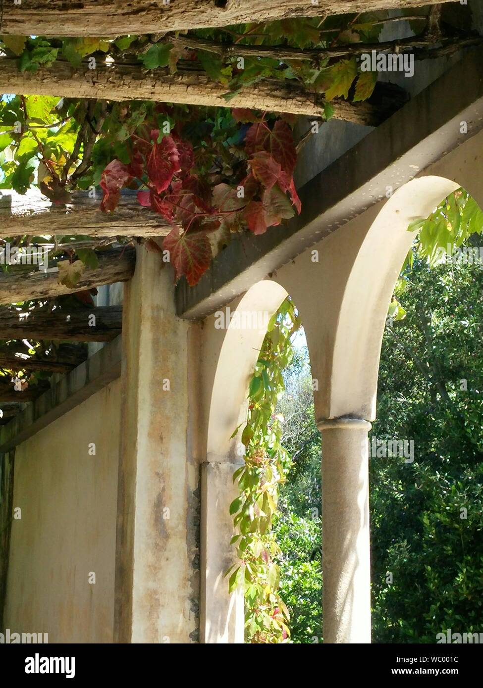 An arch of trees hi-res stock photography and images - Alamy