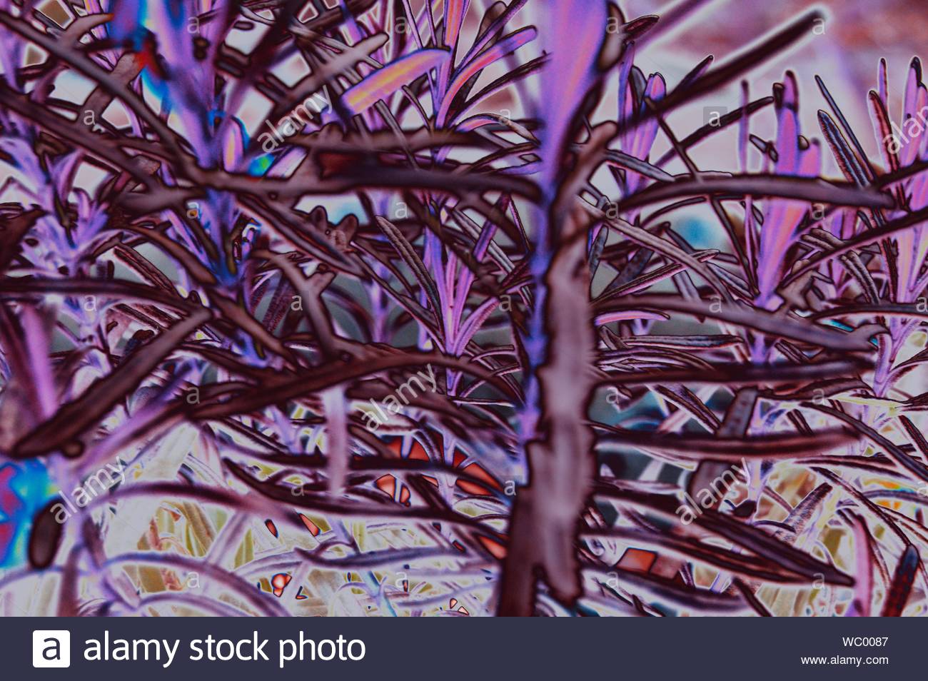 Shrubs Vector Vectors High Resolution Stock Photography and Images - Alamy