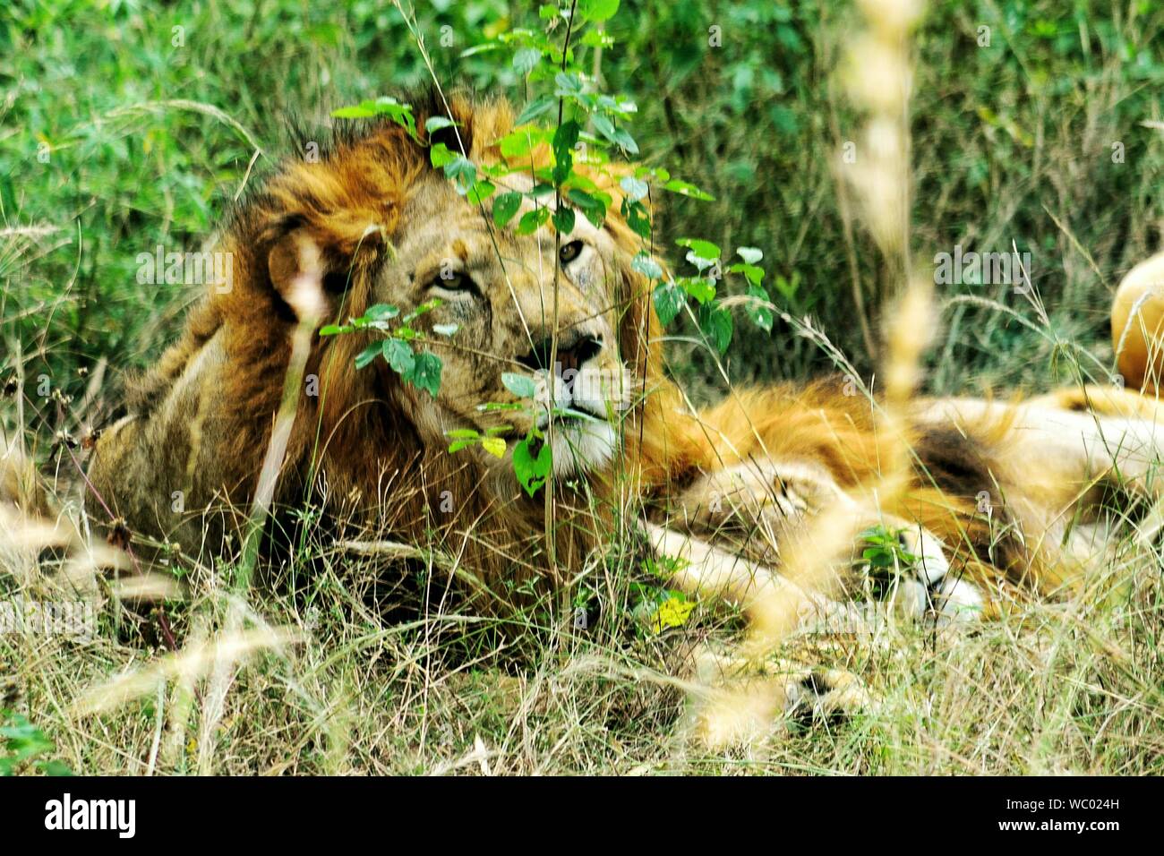 Two lions in grass hi-res stock photography and images - Alamy