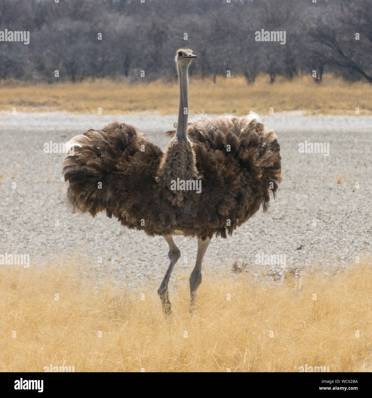 Ostrich standing hi-res stock photography and images - Alamy