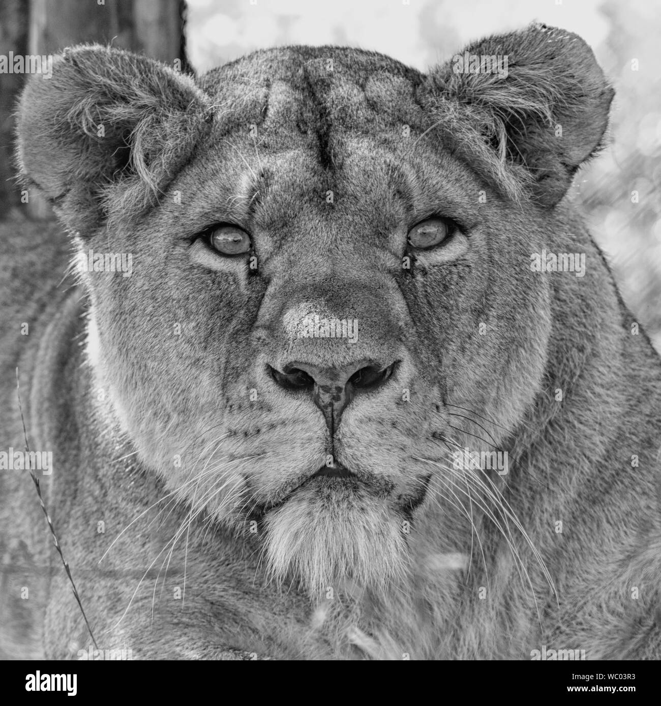 Lion in wild close Black and White Stock Photos & Images - Alamy