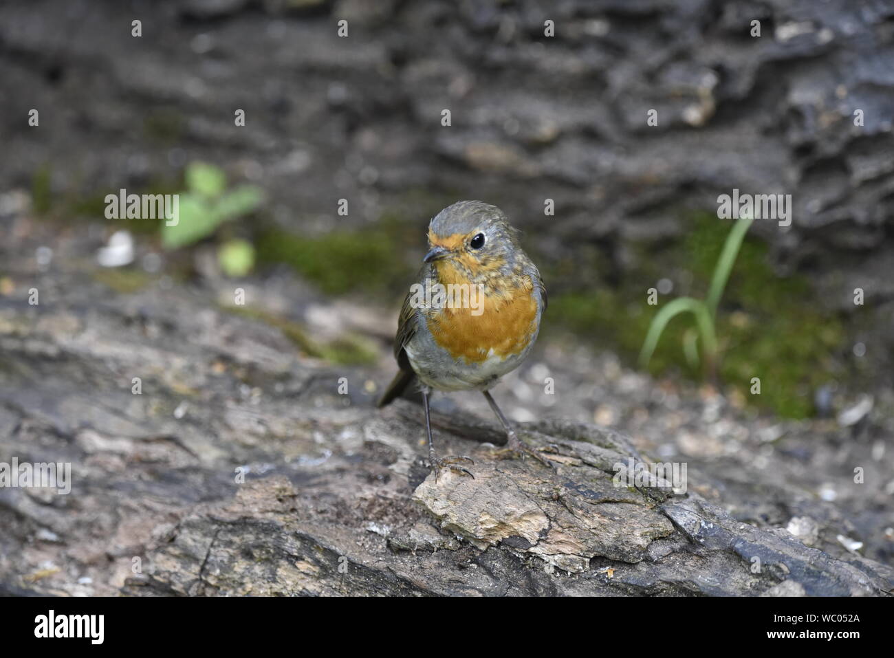 Robin looking at the camera hi-res stock photography and images - Alamy