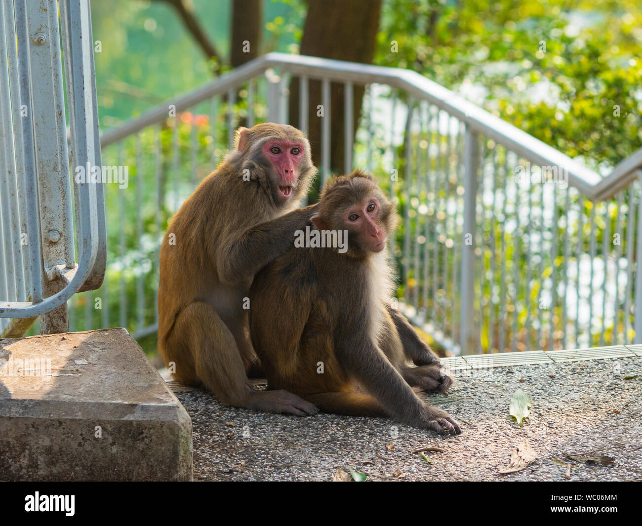 Grooming macaques hi-res stock photography and images - Alamy