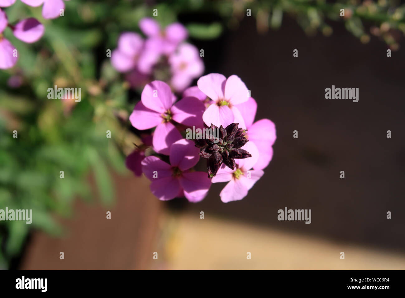 A close up view of the beautiful purple garden flower Erysimum Bowles ...