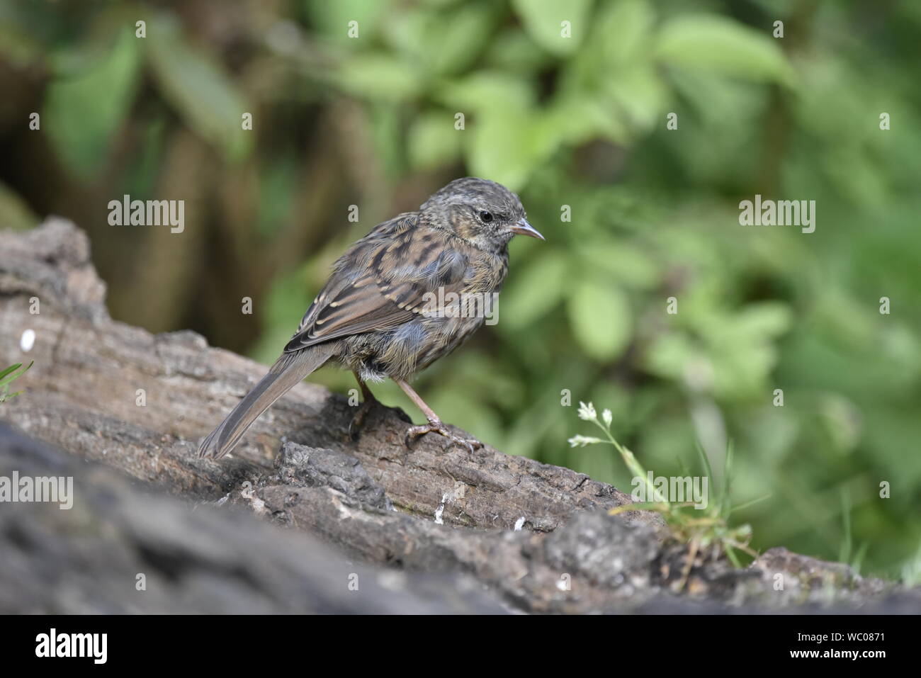 Dunnock in sun hi-res stock photography and images - Alamy