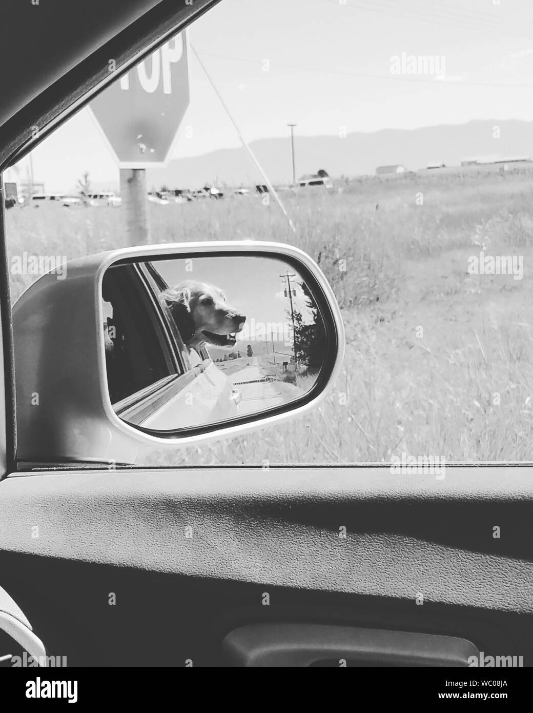 Dog reflection through window hi-res stock photography and images - Alamy