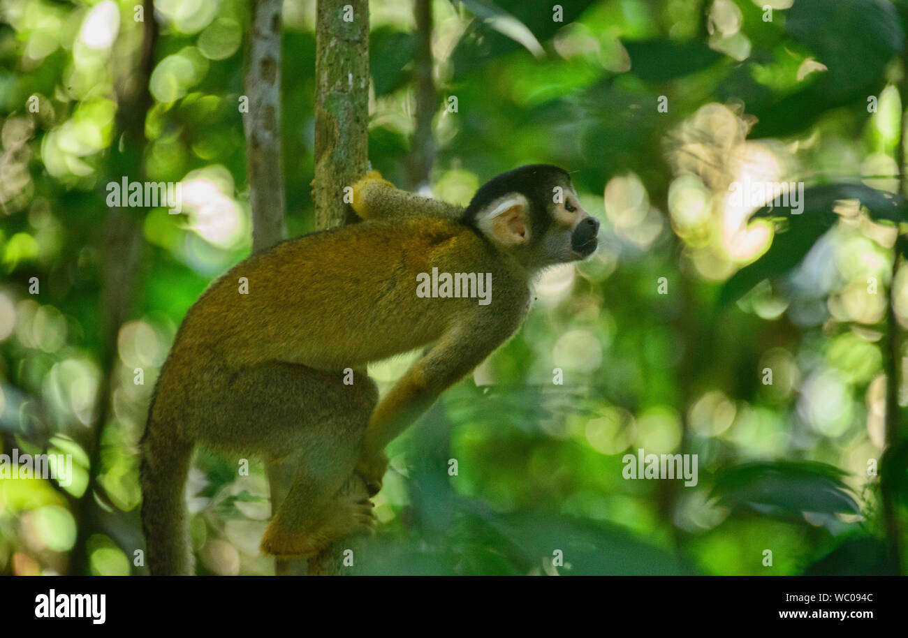 Squirrel monkey in the jungle in the Tambopata Reserve, Peruvian Amazon ...