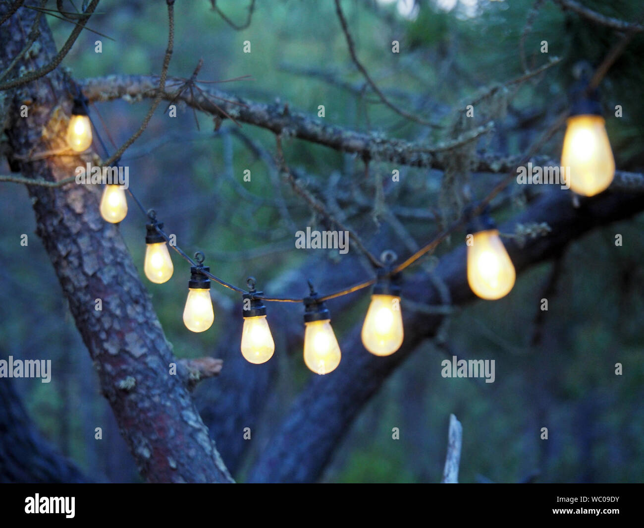 Bulb hanging on a branch hi-res stock photography and images - Alamy