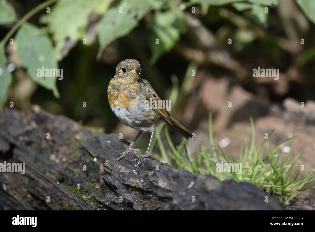 Robin bird nature summer hi-res stock photography and images - Alamy
