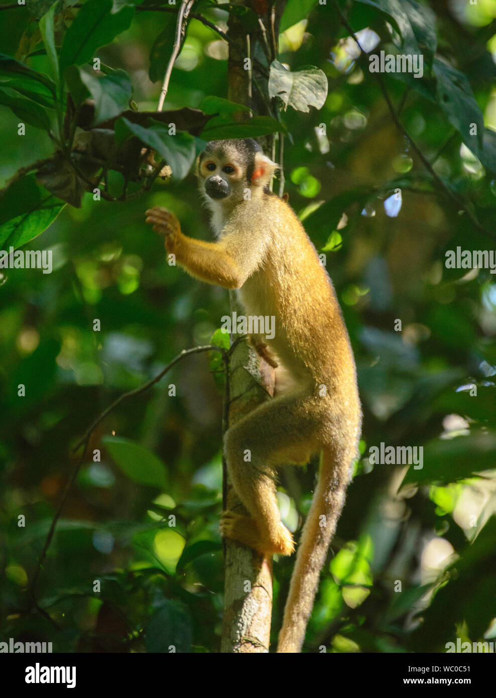 Squirrel monkey in the jungle in the Tambopata Reserve, Peruvian Amazon ...
