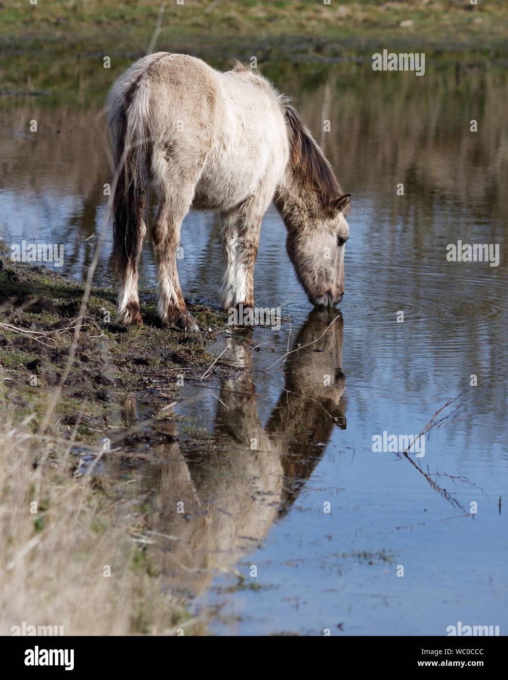 Horse Drinking Water From High Resolution Stock Photography and Images ...