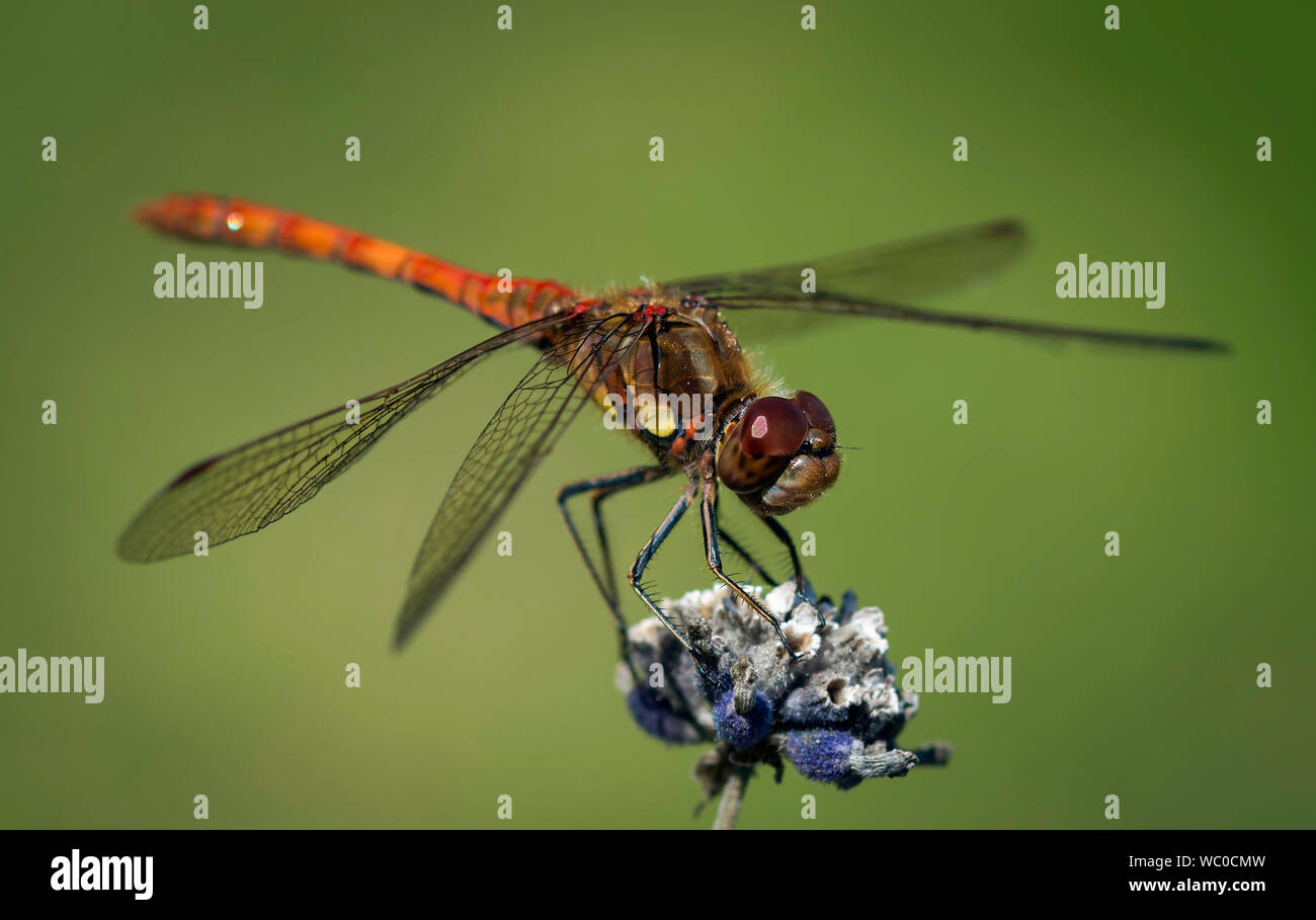 Side view of Red Damselfly on Lavender Stock Photo - Alamy