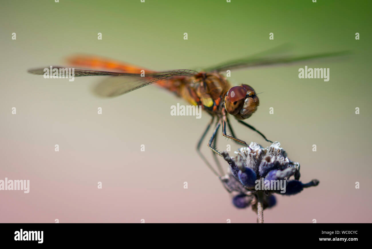 Side view of Red Damselfly on Lavender Stock Photo - Alamy