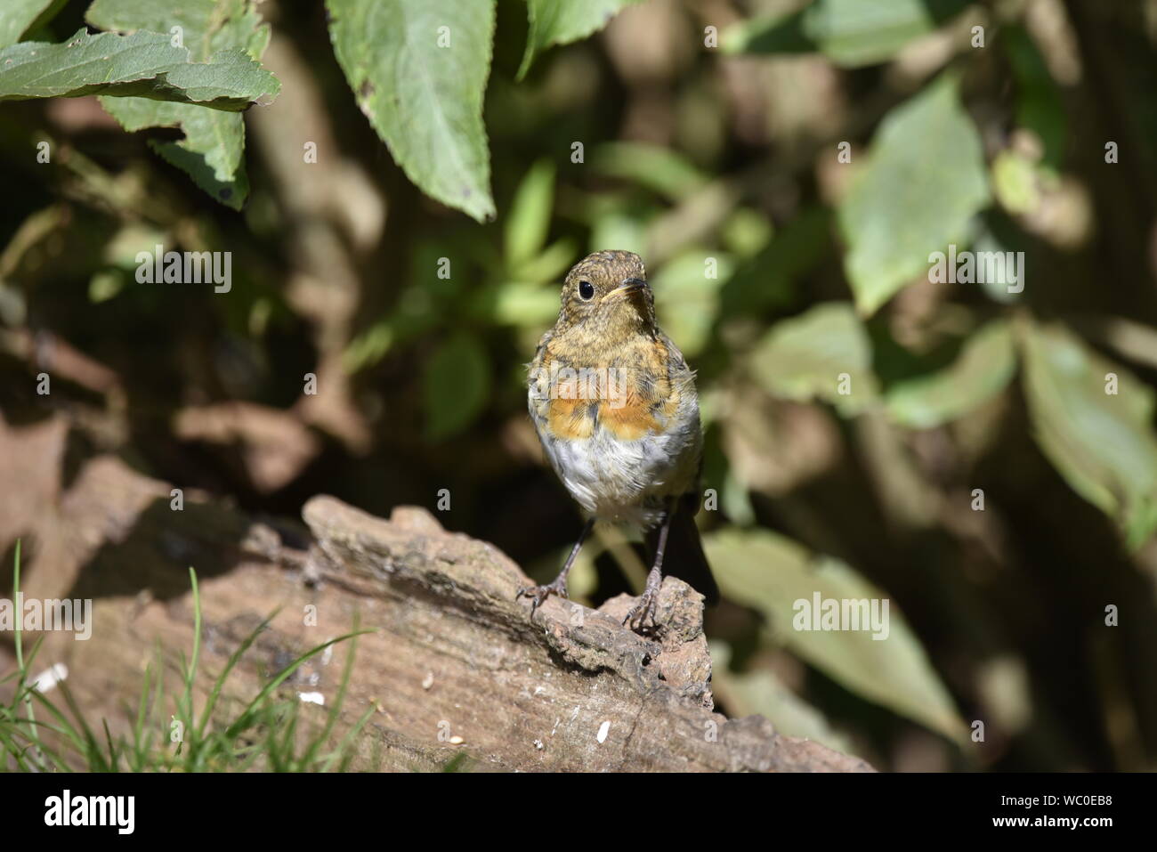 Juvenile robin in woodland hi-res stock photography and images - Alamy