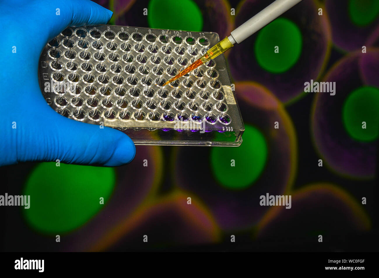 Cell research. Pipette the biological sample into the well plate Stock ...