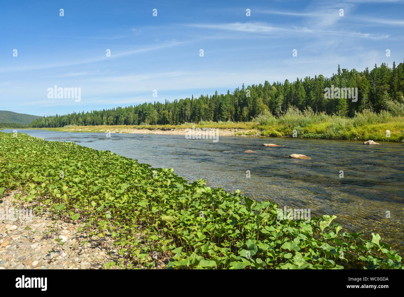 Summer day with river hi-res stock photography and images - Alamy