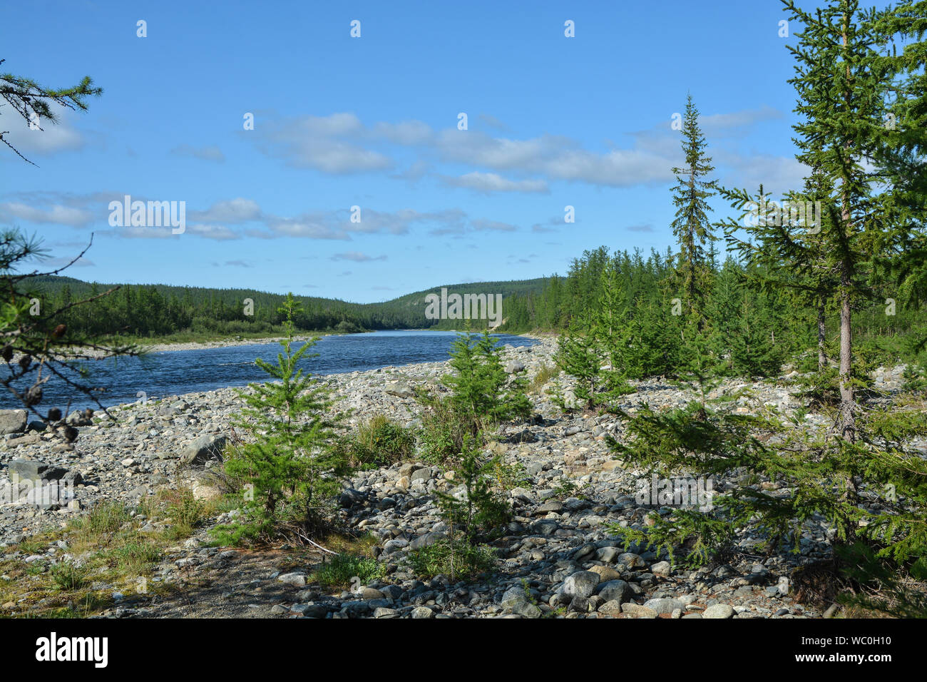 Northern taiga river in the Polar Urals. Summer water landscape ...