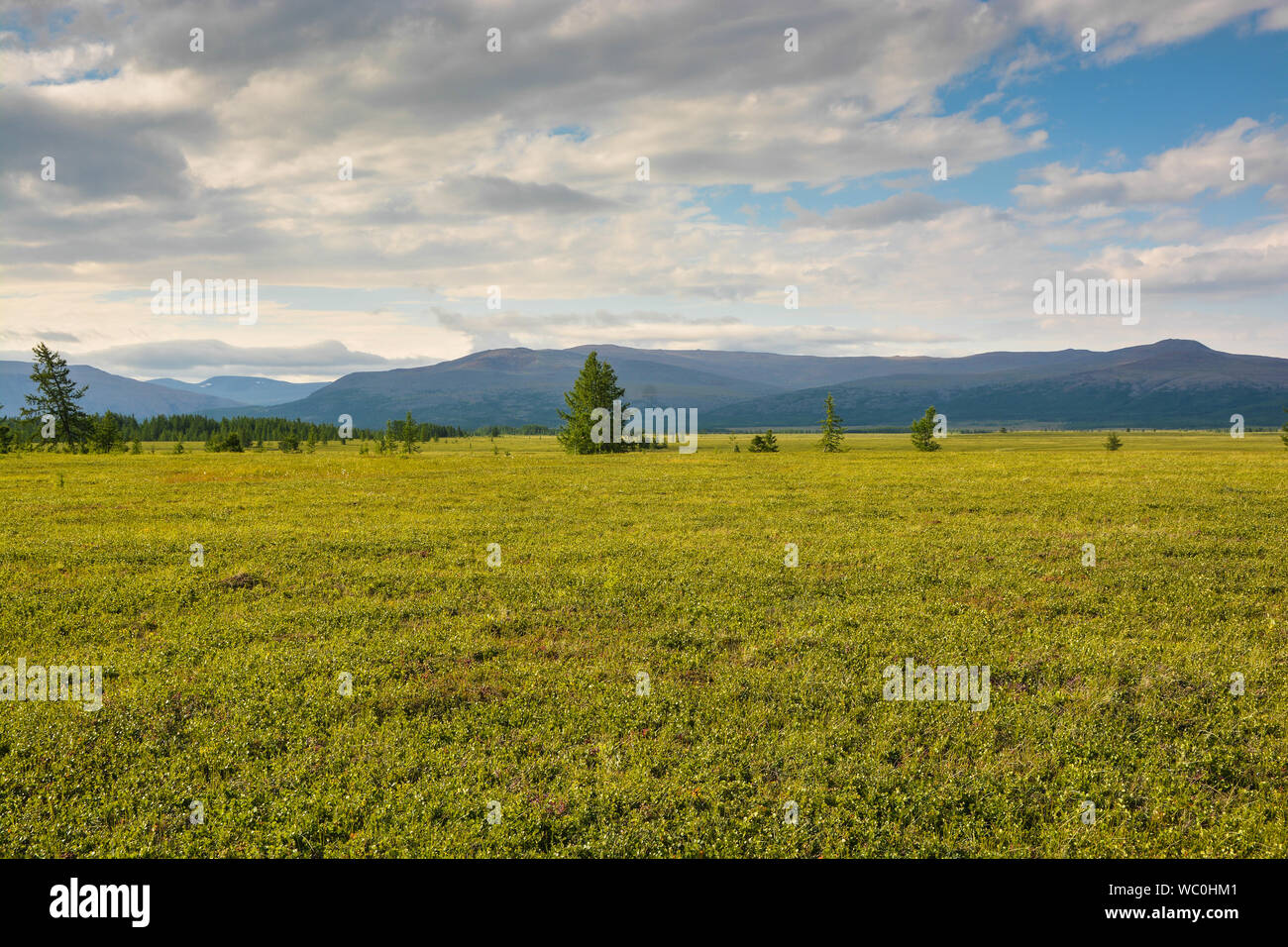 Yamal hi-res stock photography and images - Alamy