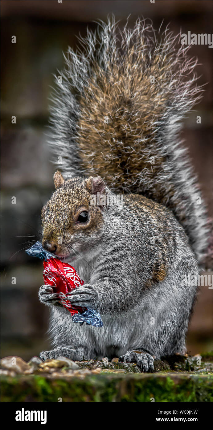 Pox virus squirrel hi-res stock photography and images - Alamy