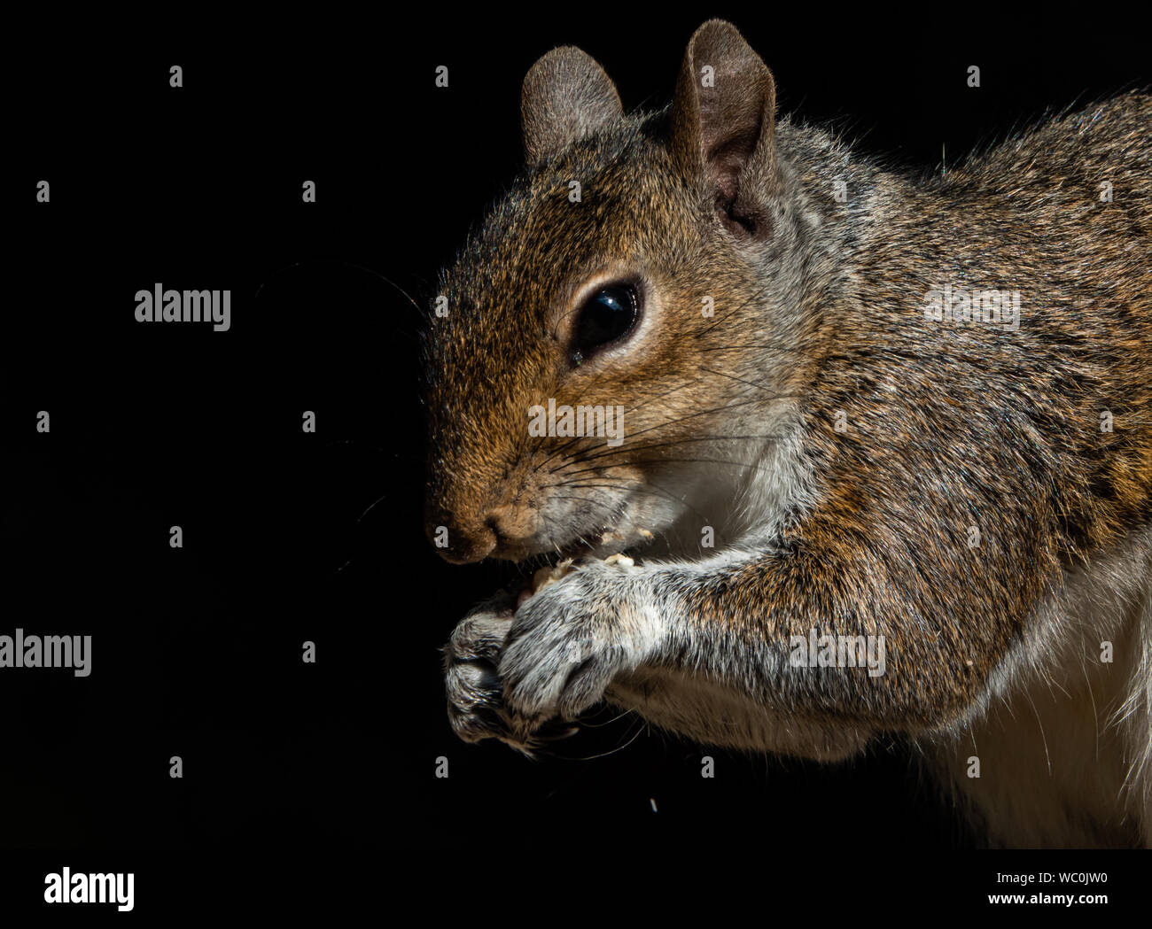 Pox virus squirrel hi-res stock photography and images - Alamy