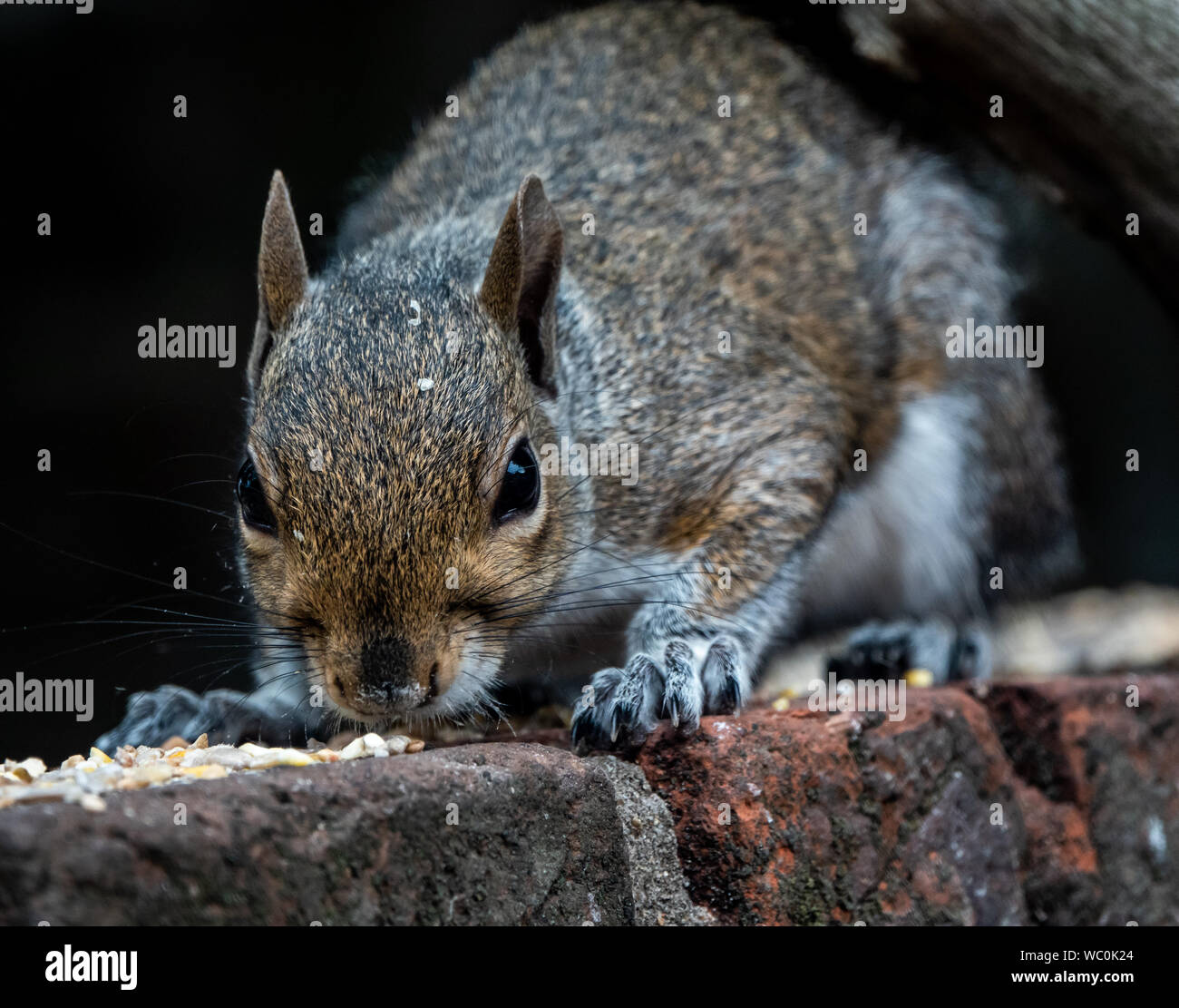 Grey squirrel collecting acorns hi-res stock photography and images - Alamy