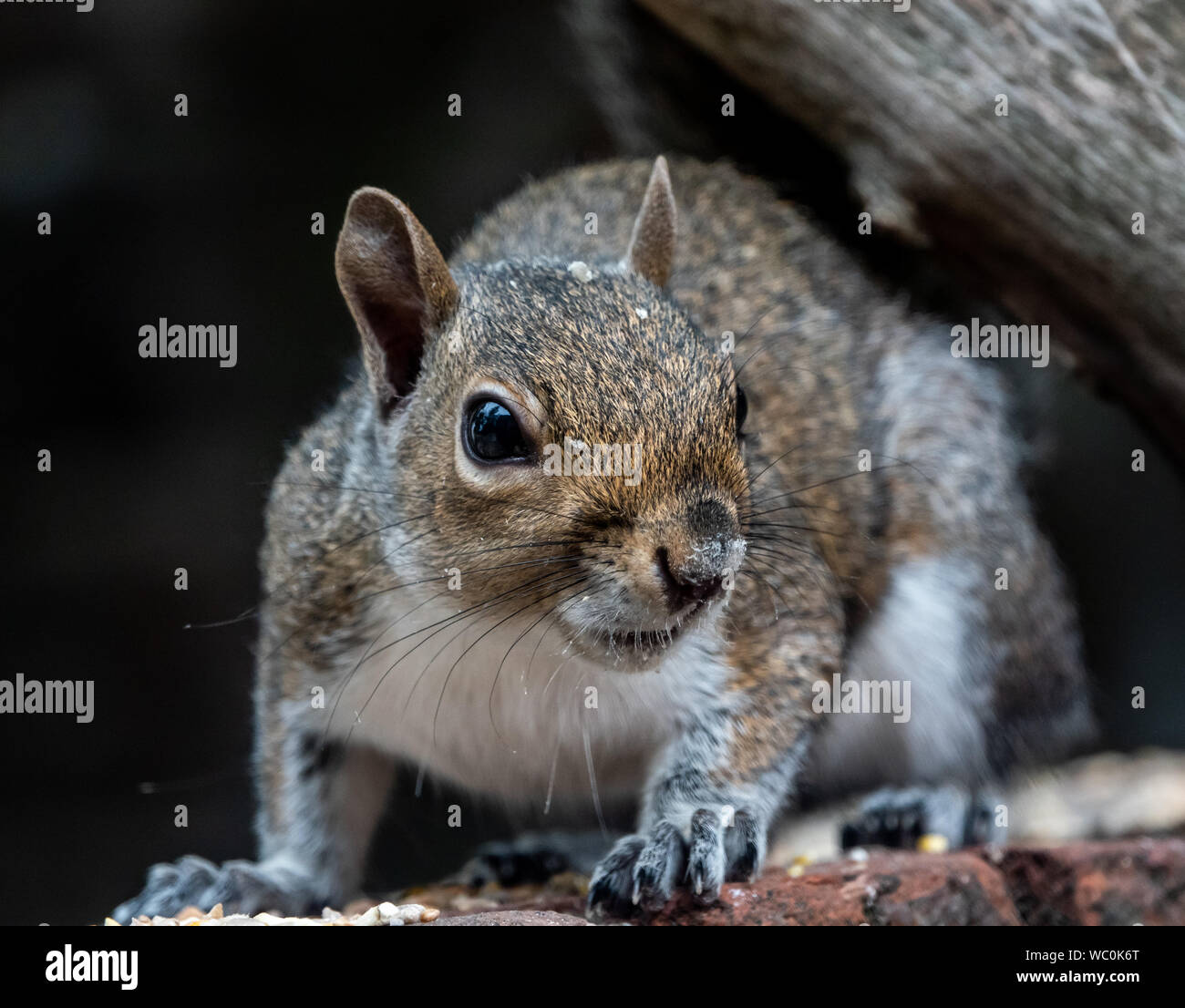Pox virus squirrel hi-res stock photography and images - Alamy