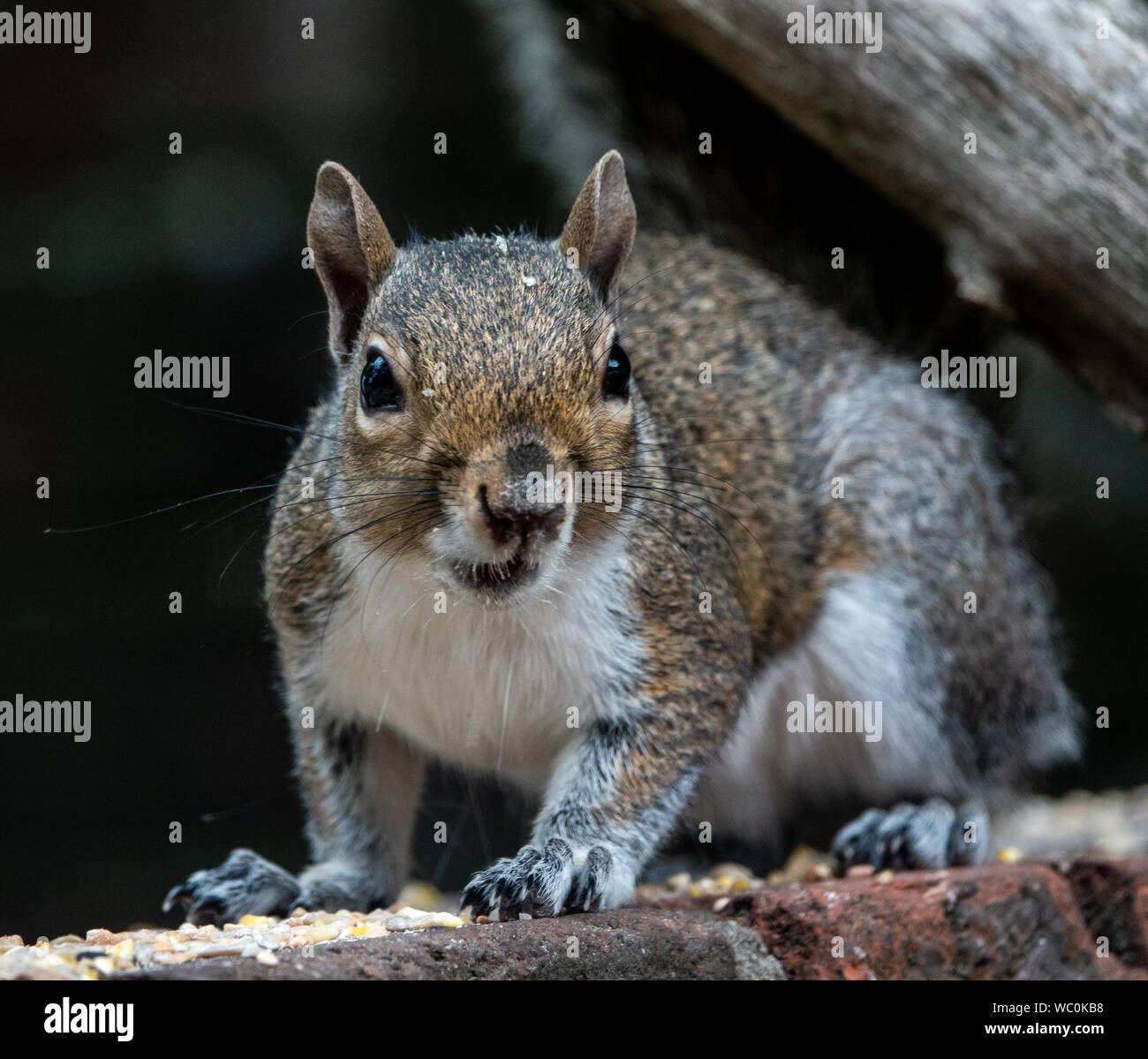 Grey squirrel collecting acorns hi-res stock photography and images - Alamy
