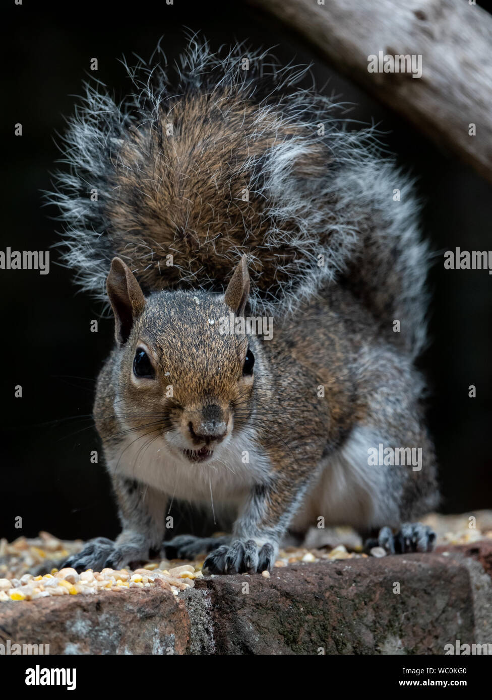Grey squirrel collecting acorns hi-res stock photography and images - Alamy