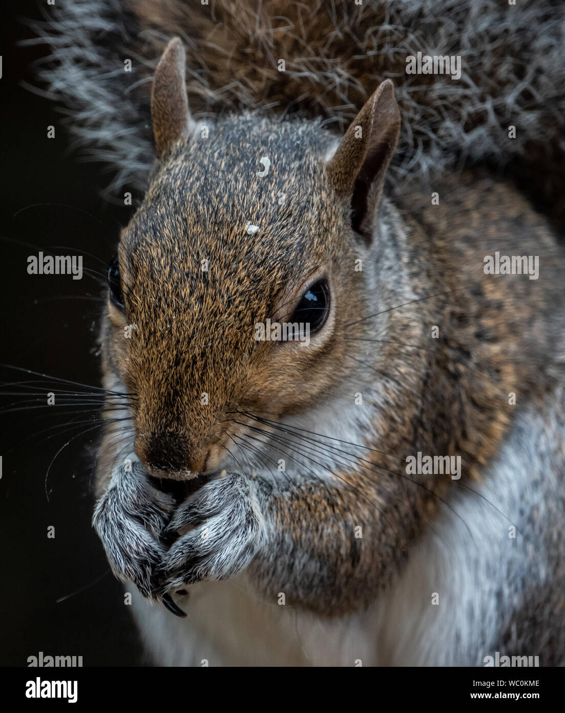 Squirrel pox hi-res stock photography and images - Alamy