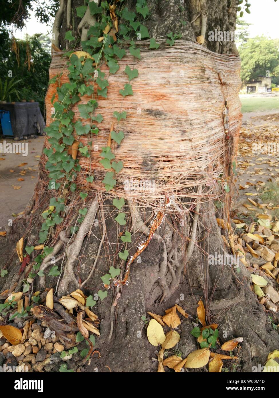 Banyan tree thread hi-res stock photography and images - Alamy