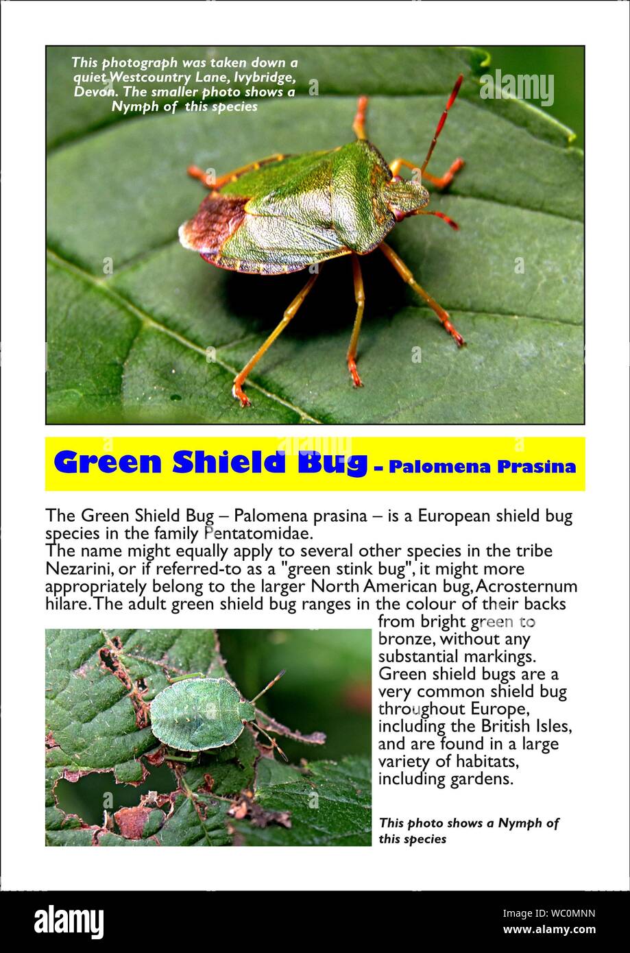 Green shield bug, Palomena prasina, is a European species in the family ...