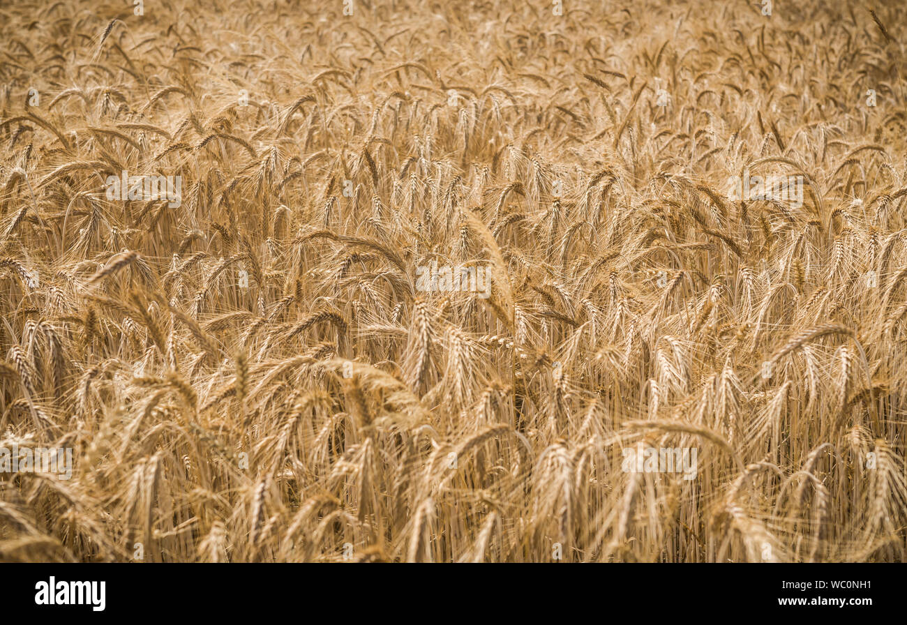 Yellow wheat field during the summer Stock Photo - Alamy
