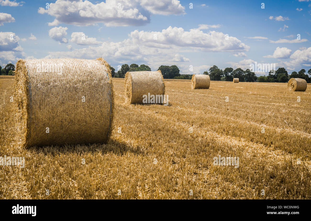 Dried hay hi-res stock photography and images - Alamy