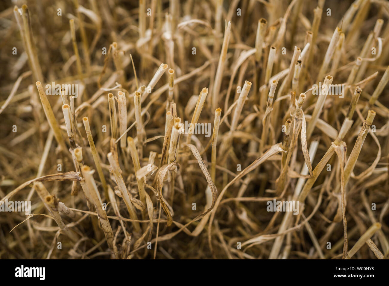 Cut and dried hay ready to be stored Stock Photo - Alamy