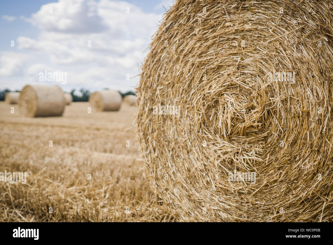 Cut and dried hay ready to be stored Stock Photo - Alamy