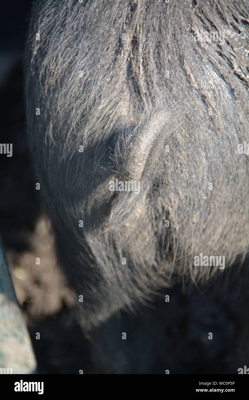 Pig rear hi-res stock photography and images - Alamy