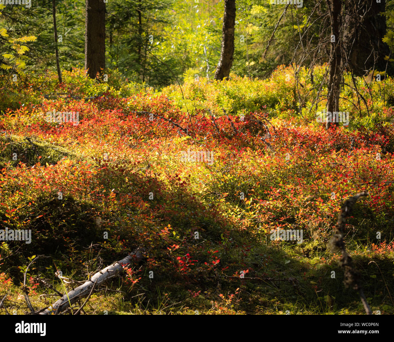 A very bright forest scene with colourful vegetation on the foreground ...