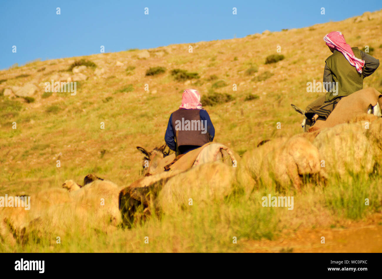 Lebanon animals hi-res stock photography and images - Alamy