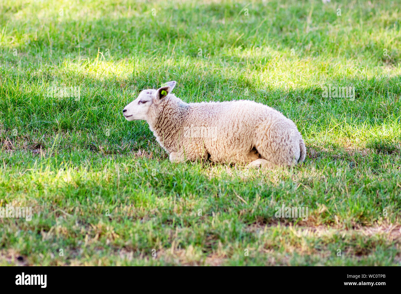 White sheep lie in meadow Stock Photo - Alamy