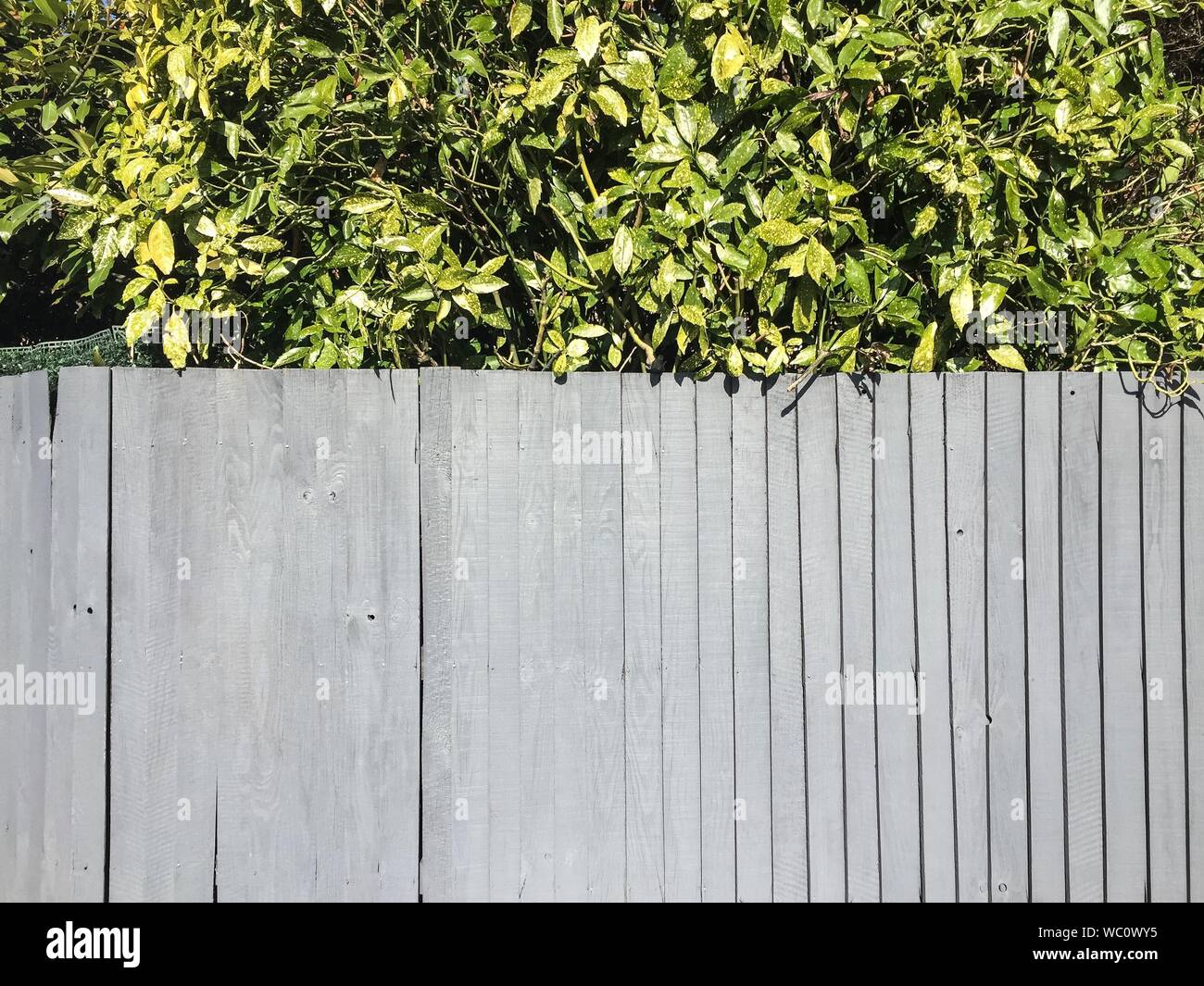 Trees Behind Fence High Resolution Stock Photography and Images - Alamy