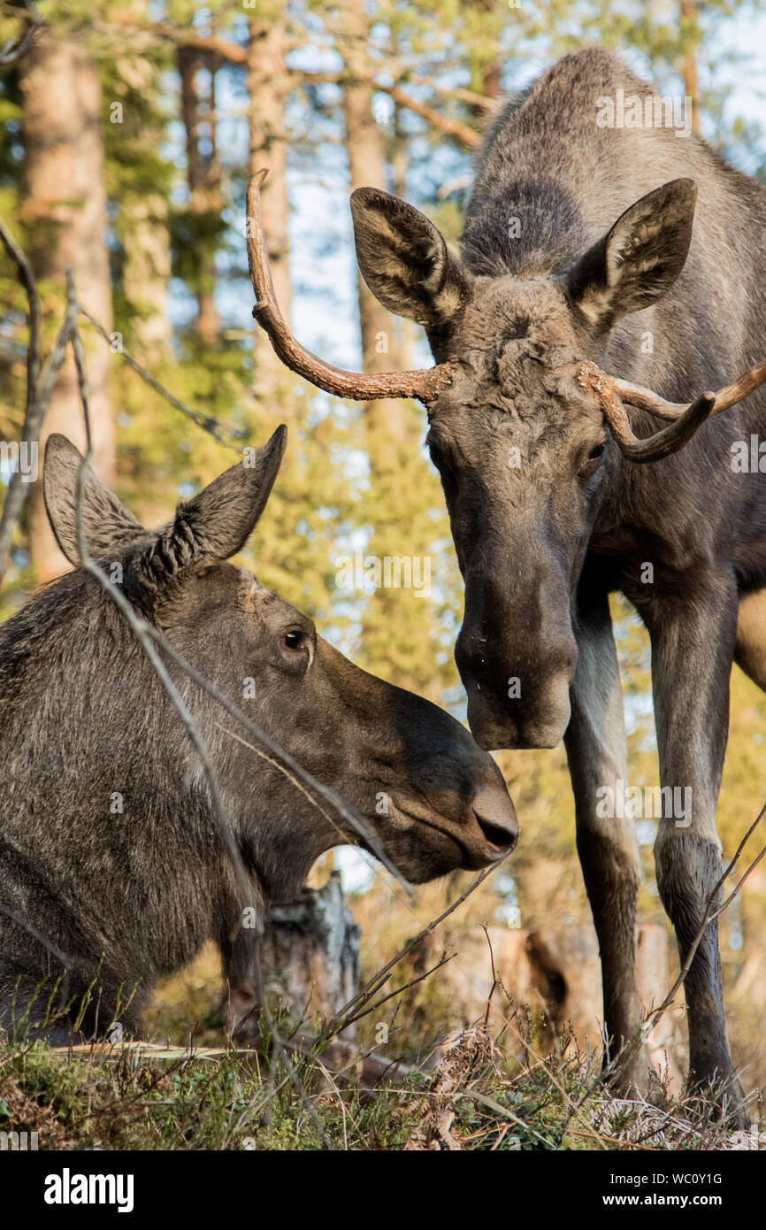 Female Moose High Resolution Stock Photography and Images - Alamy