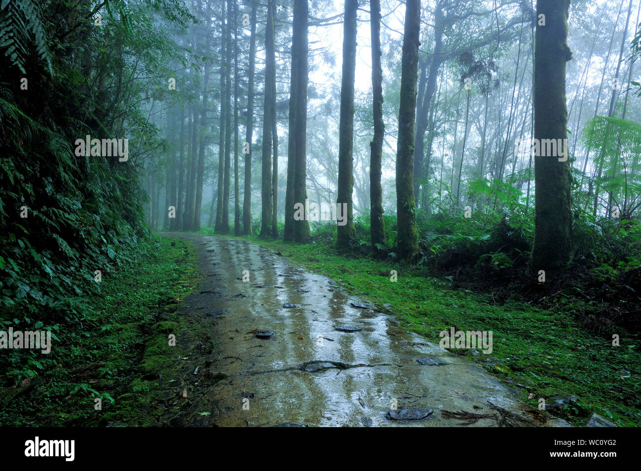 Wet forest environment hi-res stock photography and images - Alamy