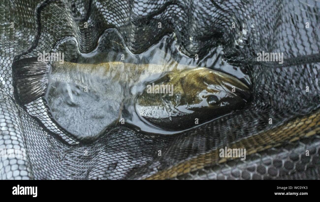 Stuck in the net hi-res stock photography and images - Alamy